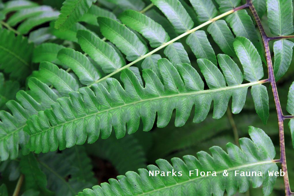 NParks | Diplazium esculentum