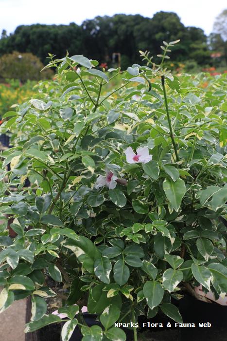 NParks | Pandorea jasminoides 'Variegata'