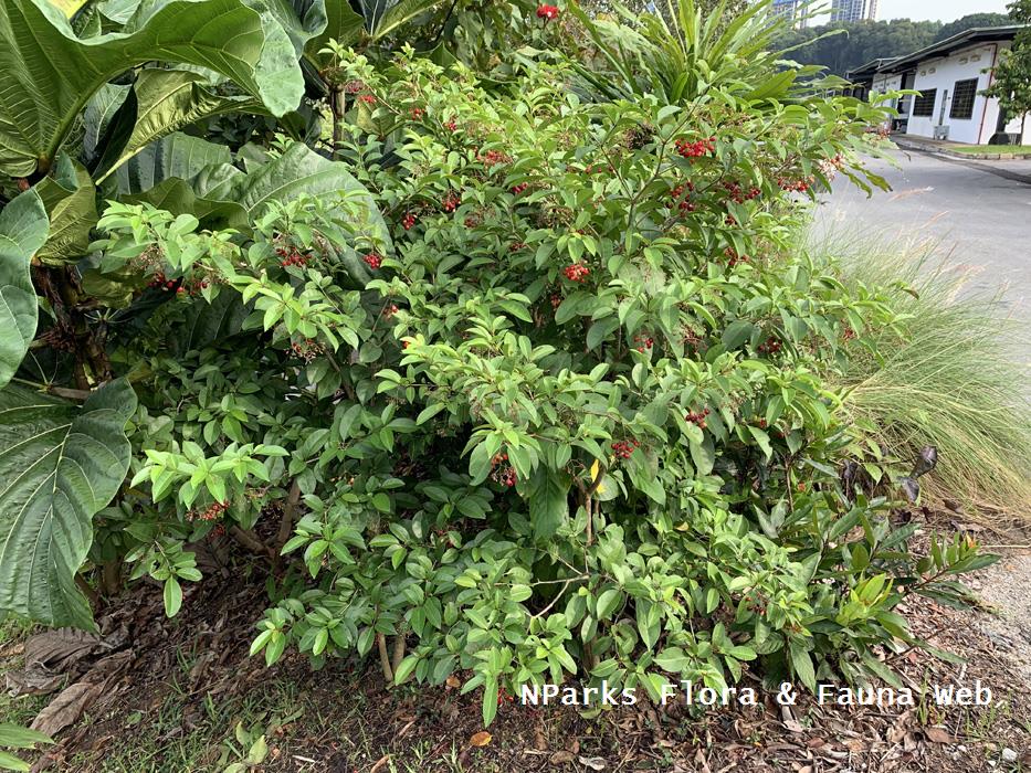 NParks | Neea psychotrioides