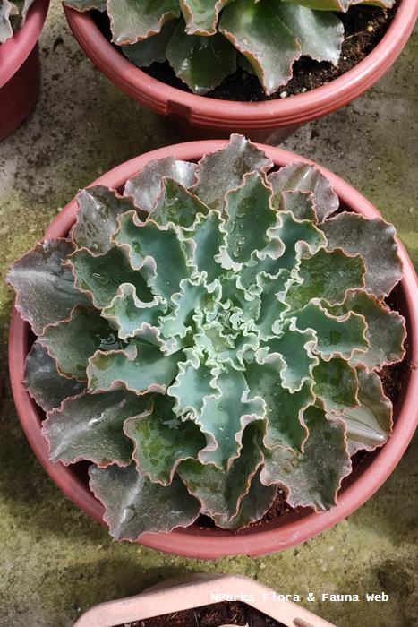 NParks | Echeveria 'Blue Curls'