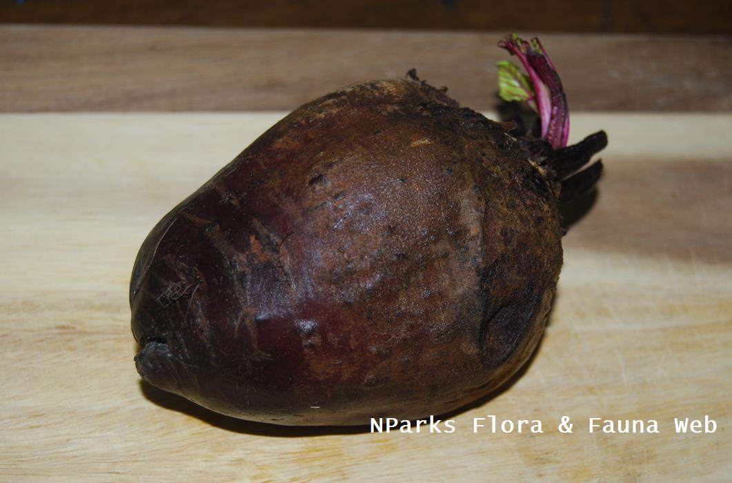 NParks | Beta vulgaris (Garden Beet Group)