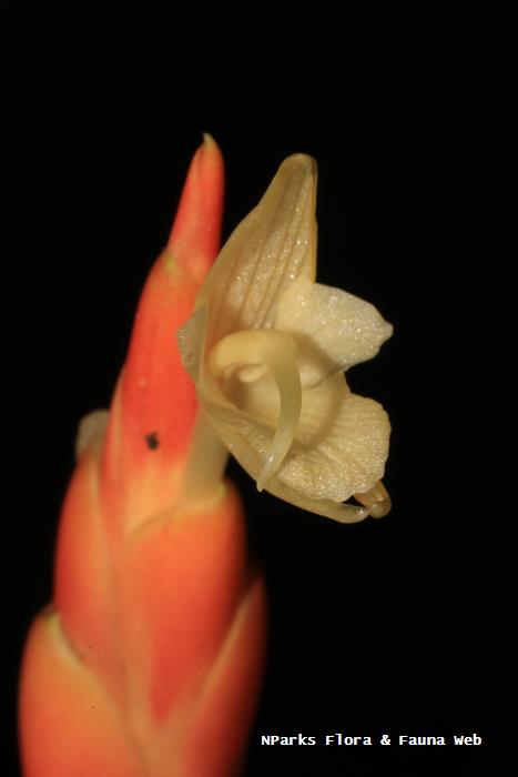 NParks | Zingiber officinale