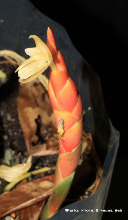 NParks | Zingiber singapurense