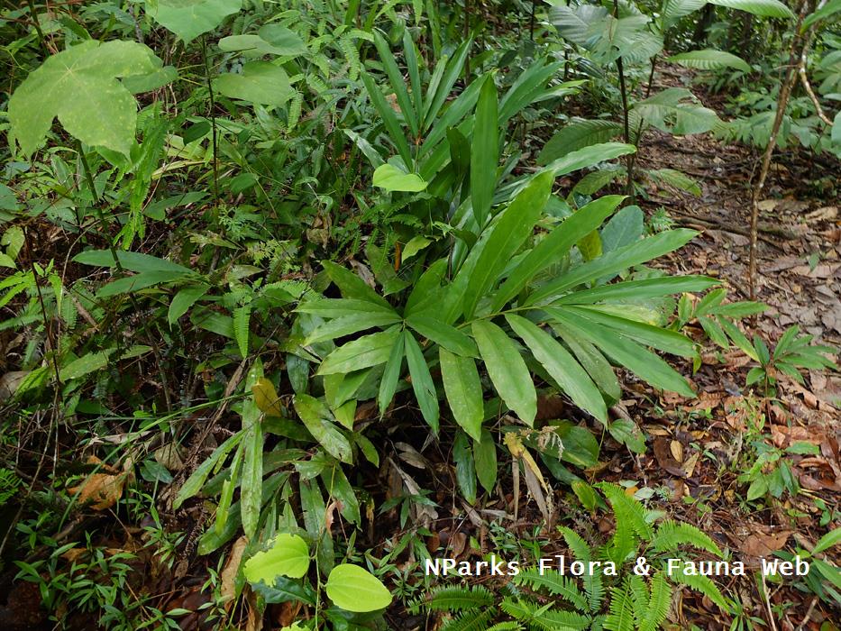 NParks | Sundamomum hastilabium