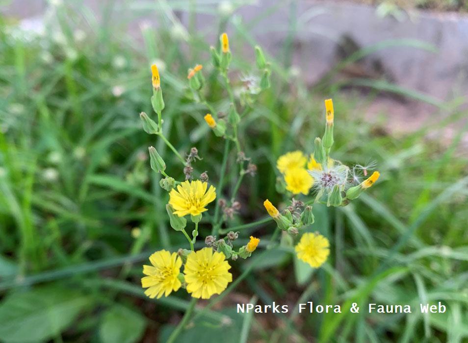 NParks | Youngia japonica