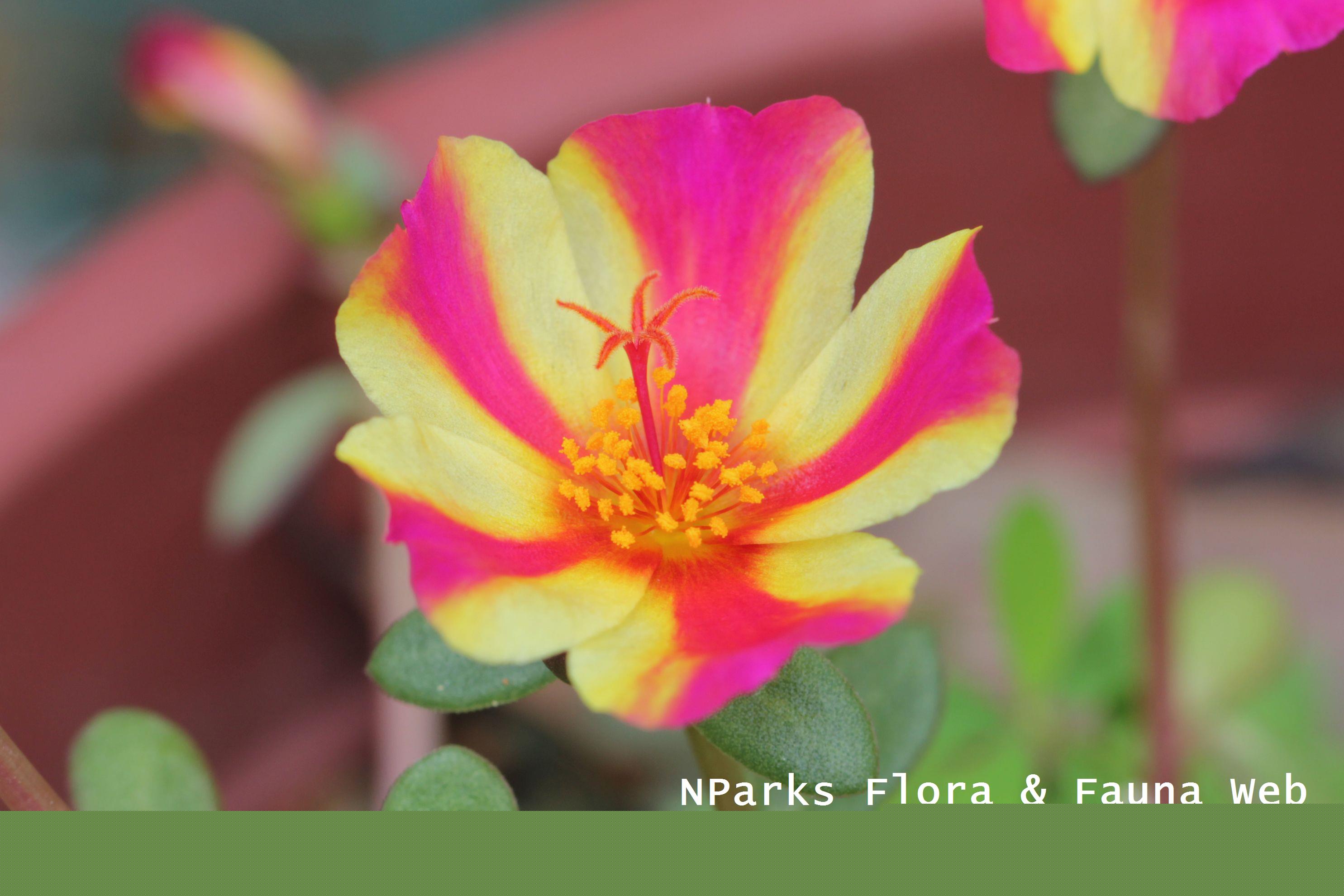 NParks | Portulaca grandiflora (polypetalous)