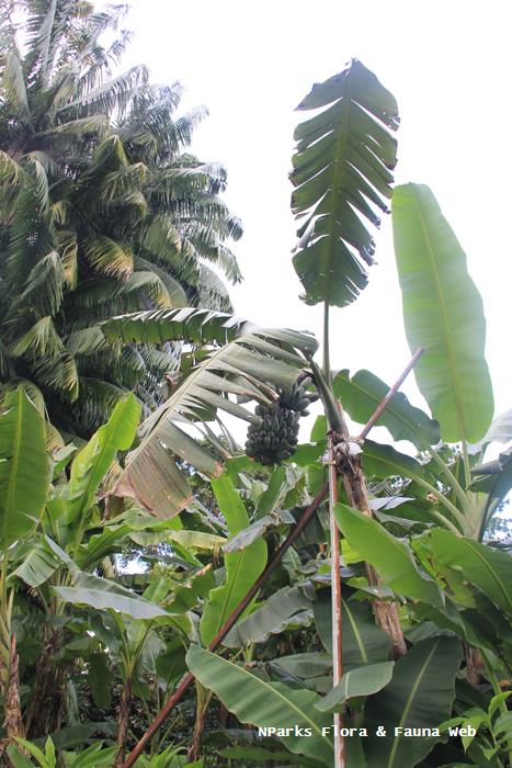 Musa 'Kluai Teparod'