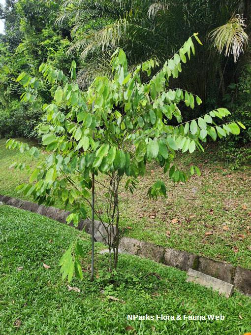 NParks | Rothmannia longiflora