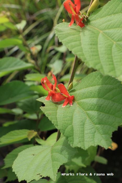 NParks | Helicteres isora