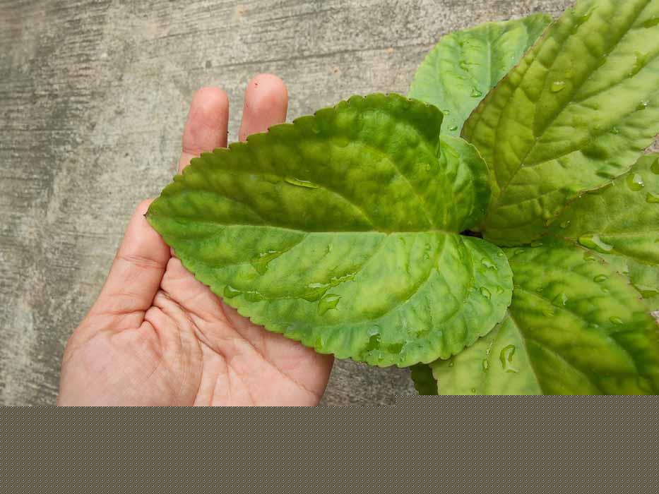 NParks | Cyrtandra pendula