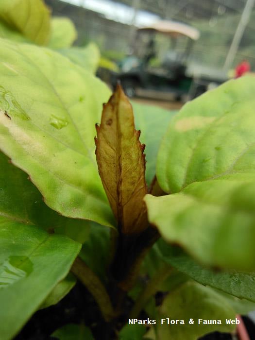 NParks | Cyrtandra pendula