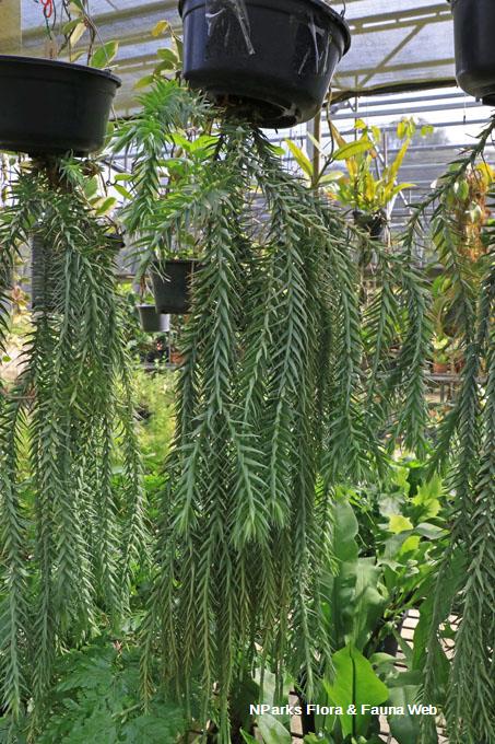 NParks | Phlegmariurus squarrosus