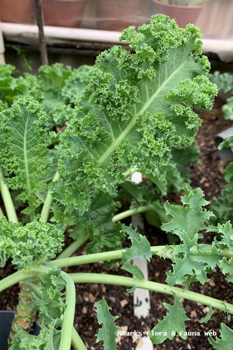 NParks | Brassica oleracea Acephala Group [curly kale]