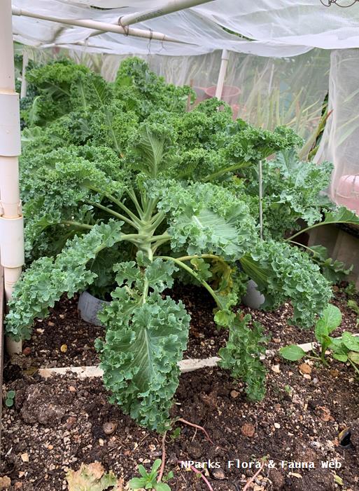 NParks | Brassica rapa Pak Choi Group [nai bai cai]