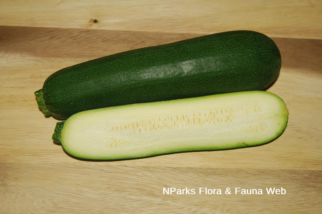 NParks | Cucurbita pepo [zucchini]