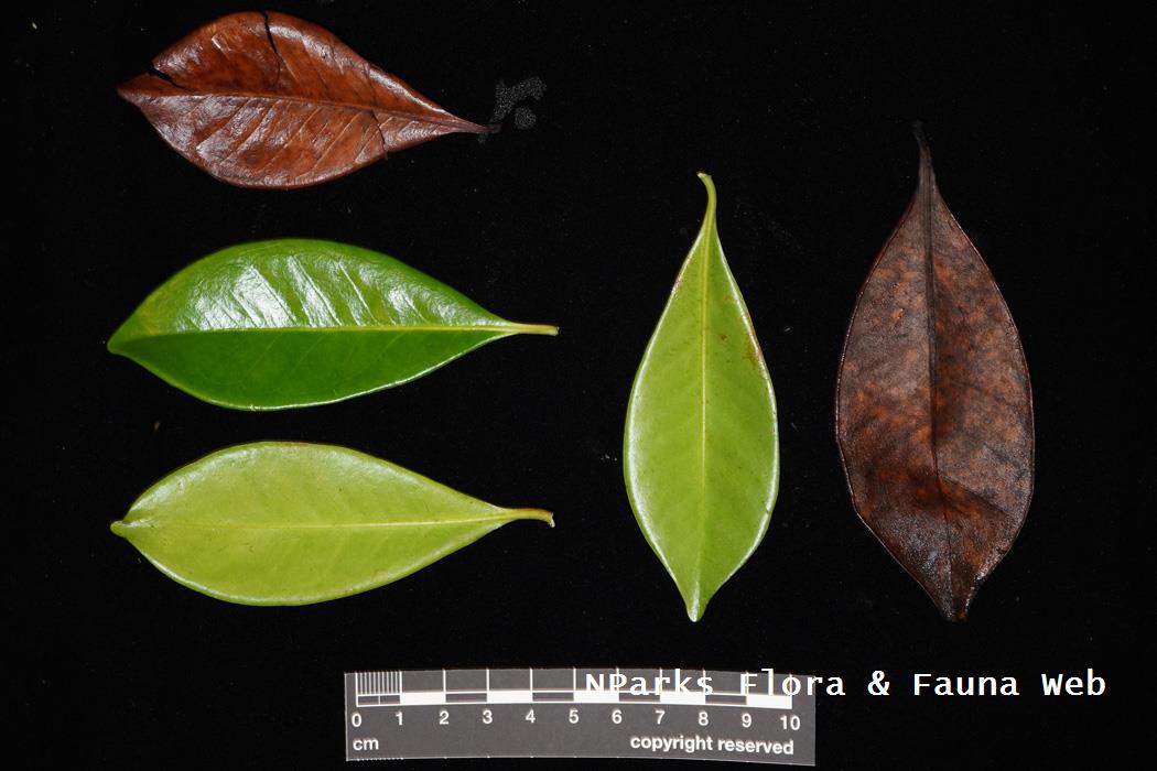 NParks | Syzygium conglomeratum