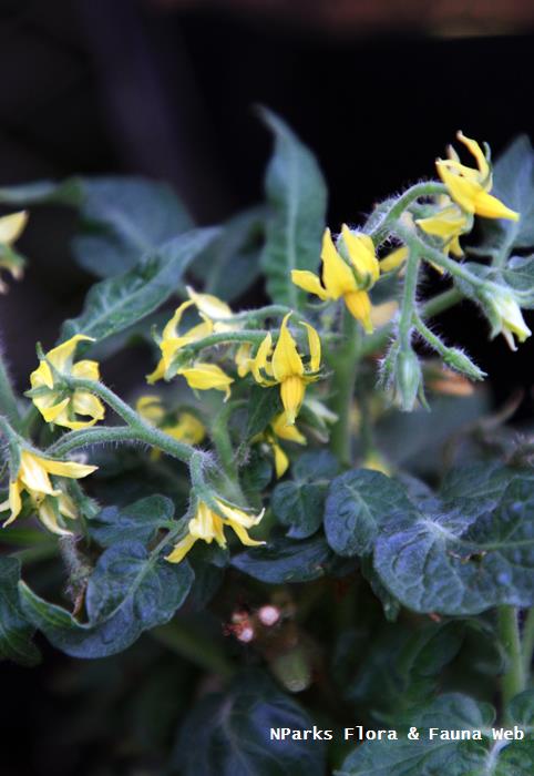 NParks | Solanum lycopersicum 'Micro-Tom'