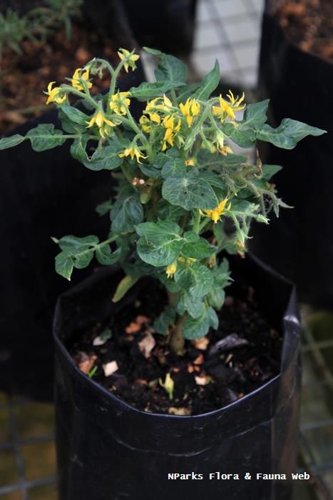 NParks | Solanum lycopersicum 'Micro-Tom'