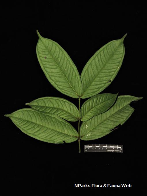 NParks | Memecylon paniculatum