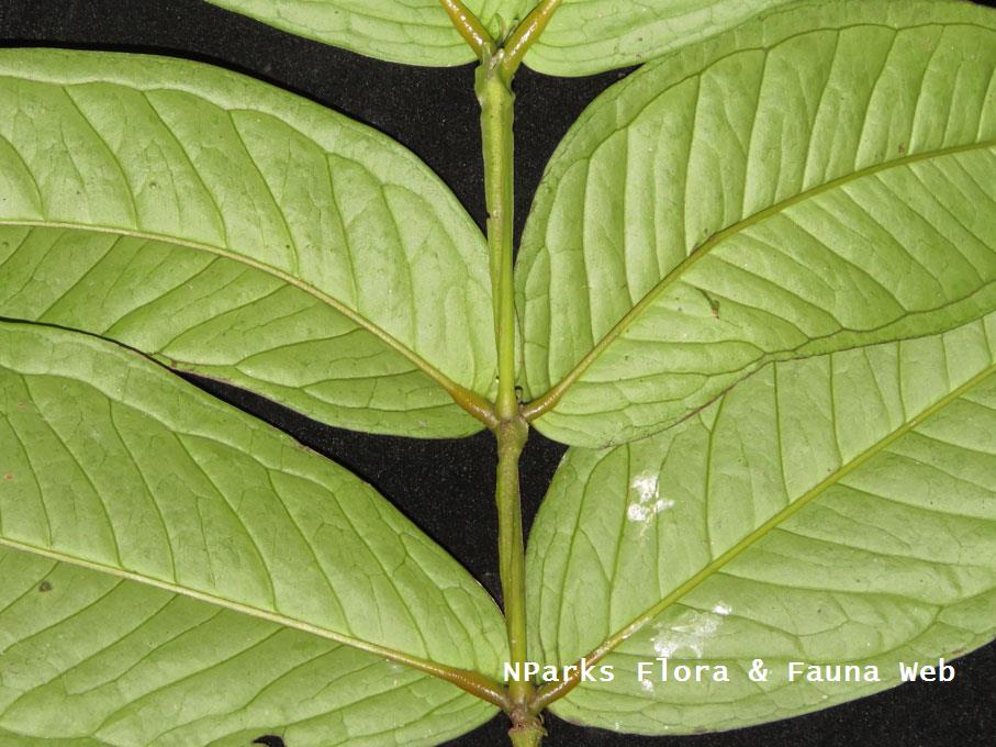 NParks | Memecylon paniculatum