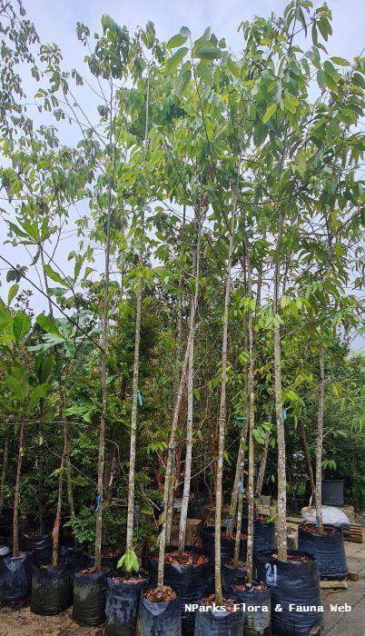 NParks | Parashorea stellata