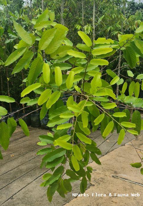 NParks | Parashorea stellata