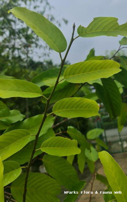 NParks | Parashorea stellata