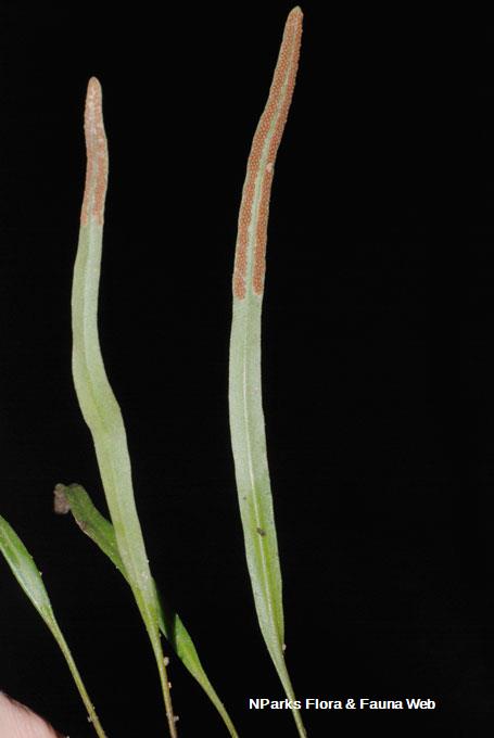 NParks | Pyrrosia lanceolata