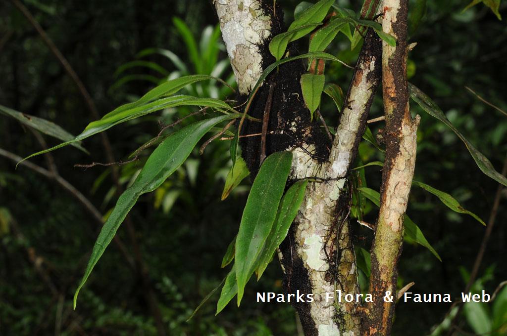 NParks | Pyrrosia lanceolata
