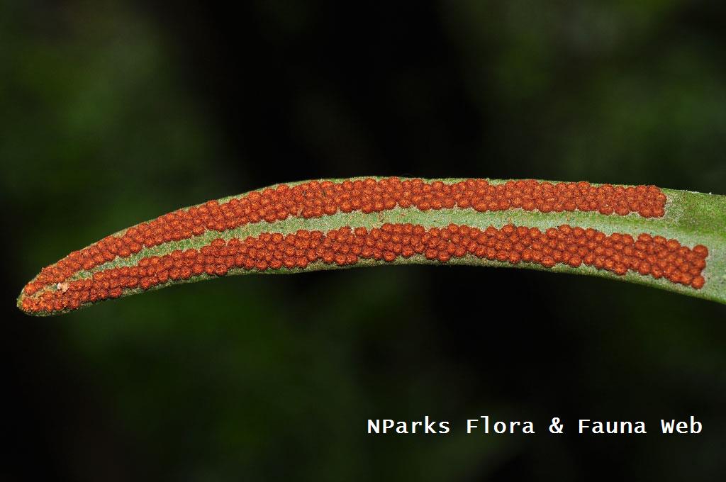 NParks | Pyrrosia lanceolata