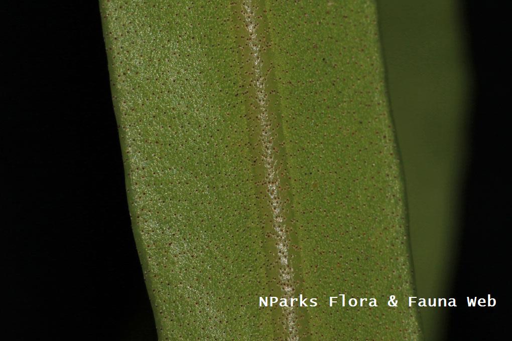 NParks | Pyrrosia lanceolata