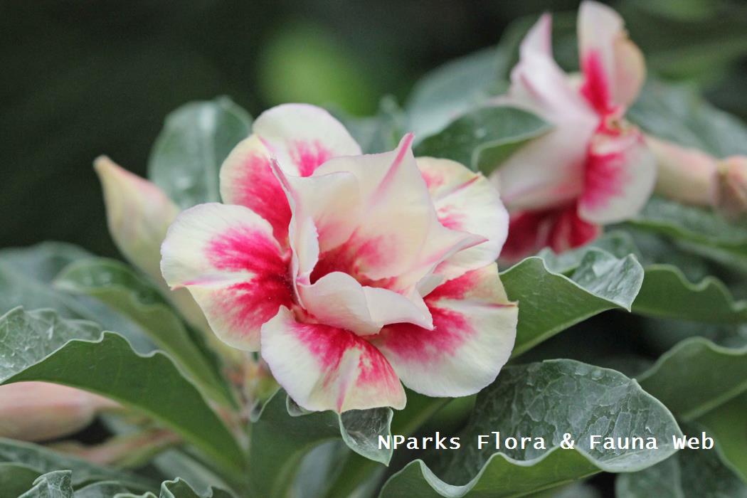 NParks | Adenium