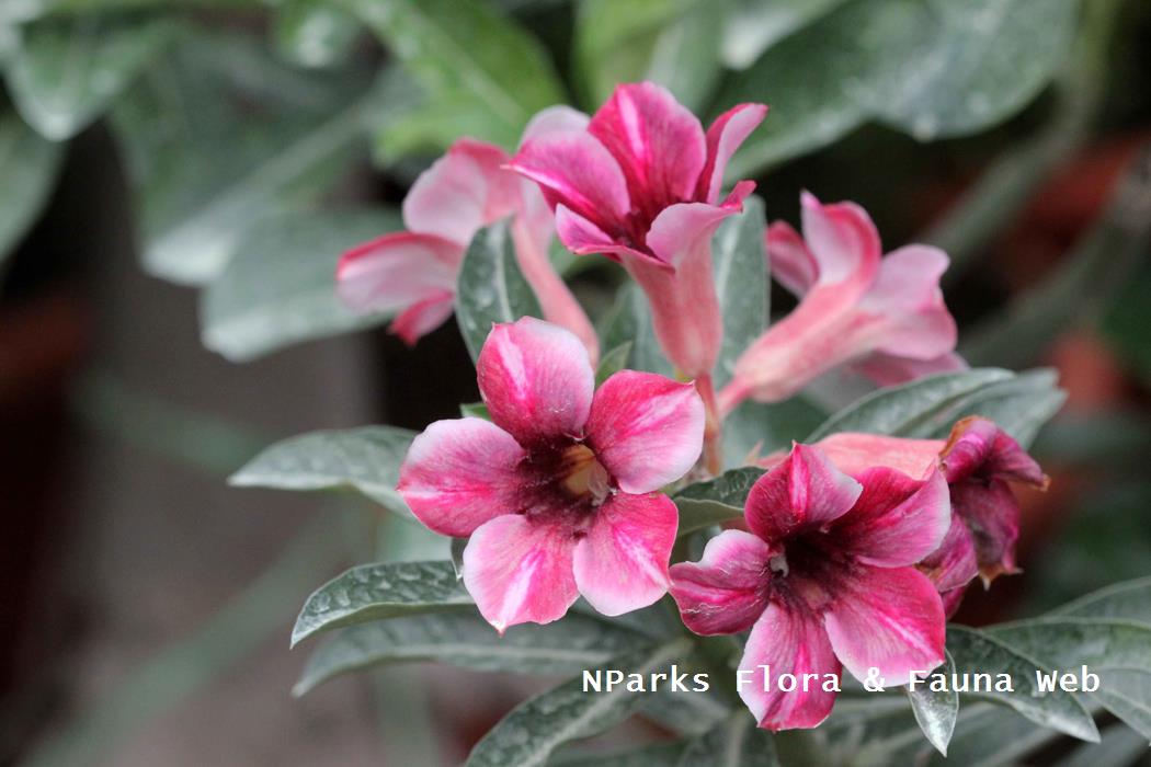 NParks | Adenium