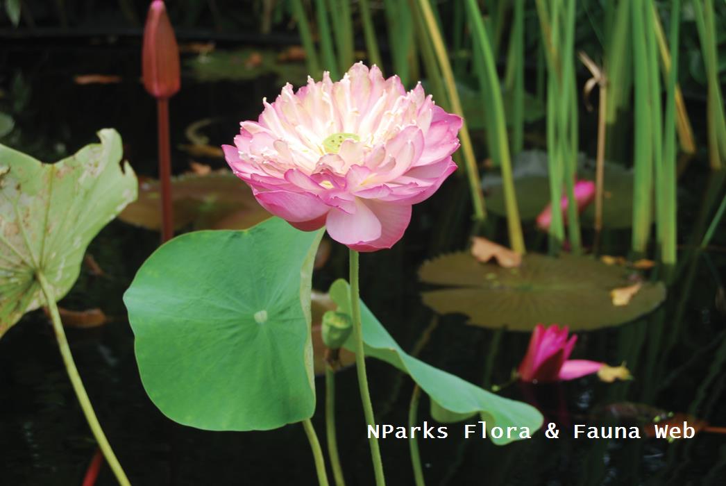 Lotus Flower Life Span | Best Flower Site
