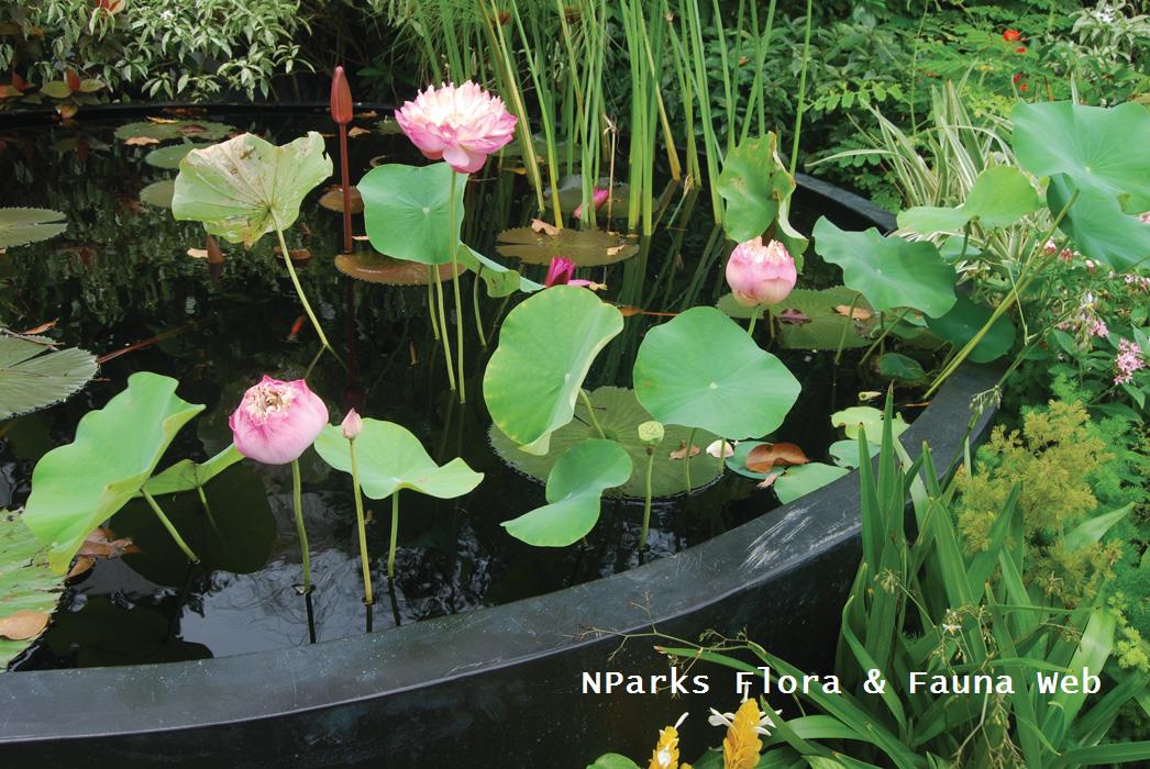 Nelumbo nucifera - NParks