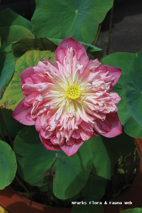 Nelumbo nucifera - NParks