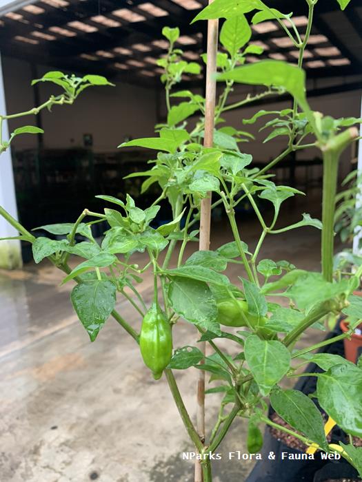 Capsicum baccatum 'Lemon Drop' National Parks Board