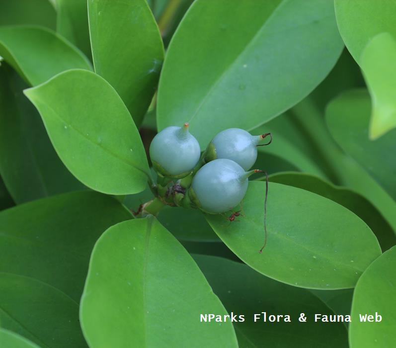 NParks | Fagraea ceilanica