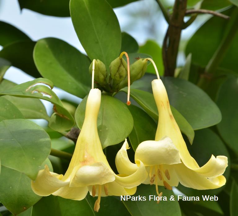 NParks | Fagraea ceilanica