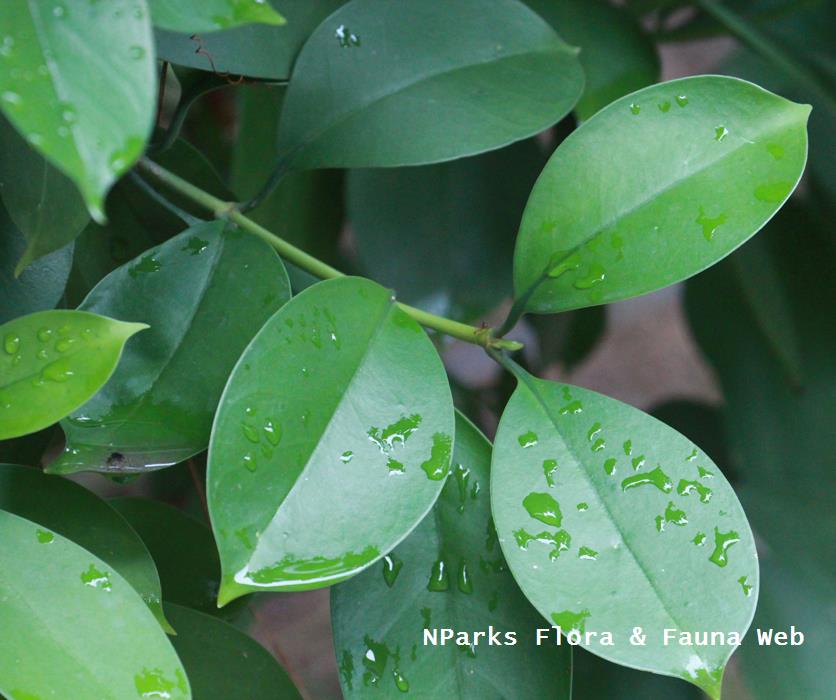 NParks | Fagraea ceilanica