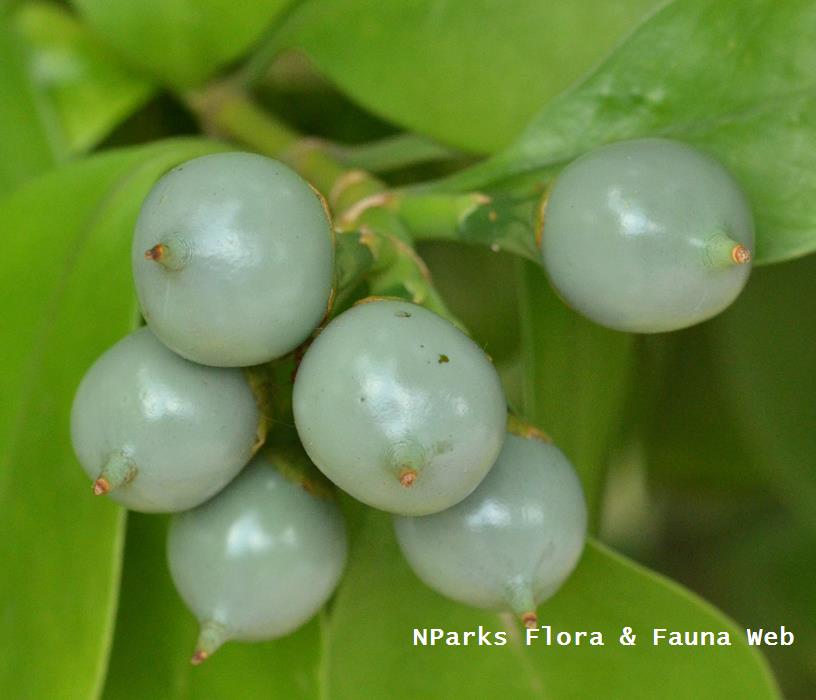 NParks | Fagraea ceilanica