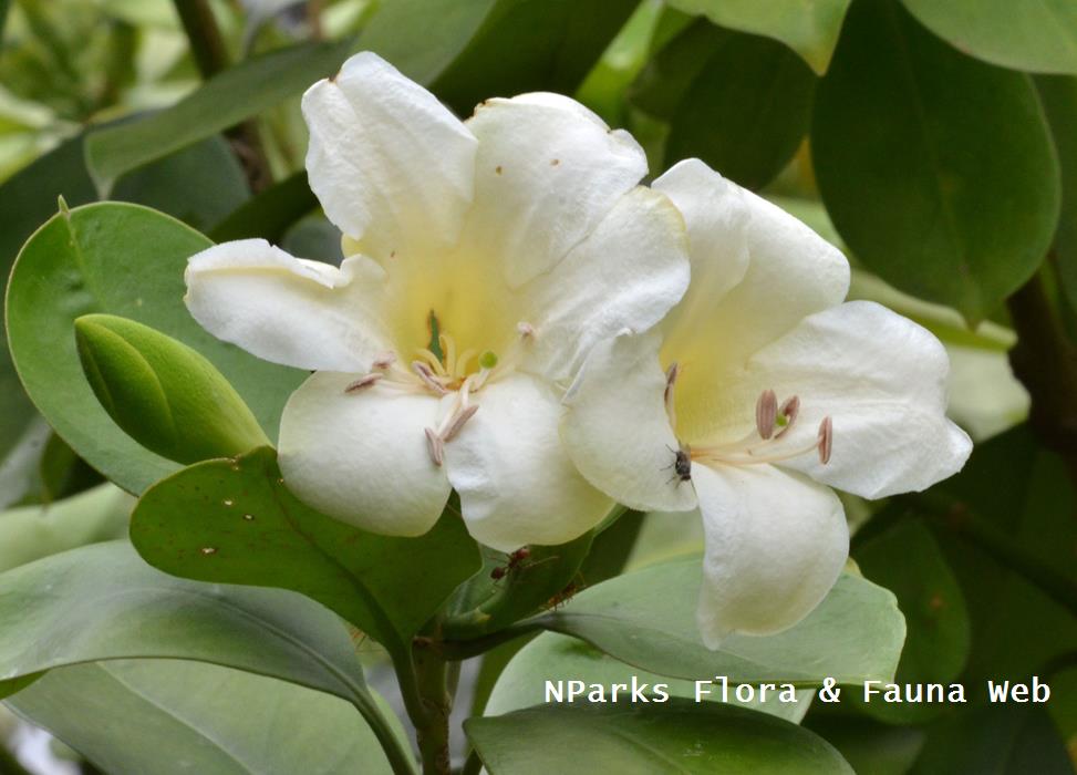 NParks | Fagraea ceilanica