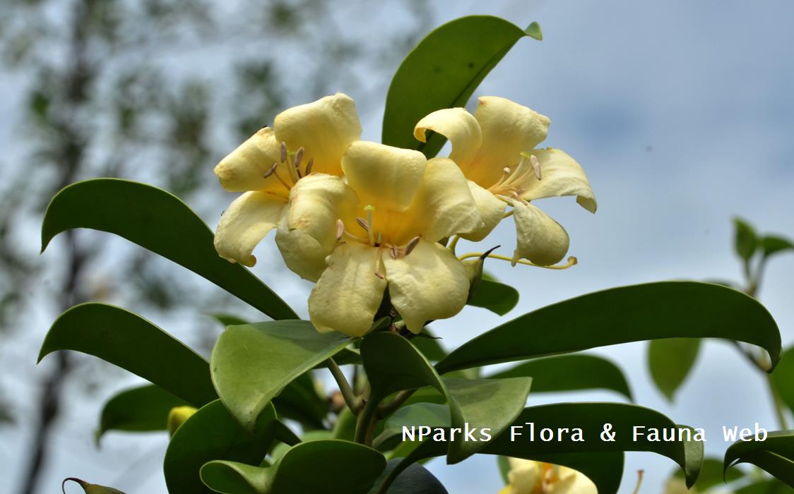 NParks | Fagraea ceilanica