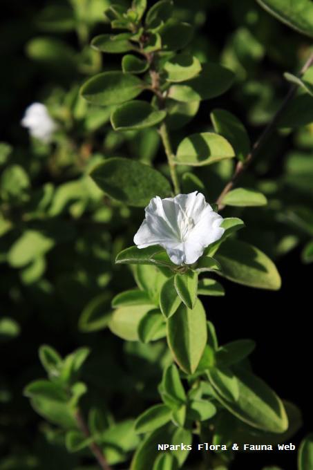 NParks | Evolvulus glomeratus 'Alba'