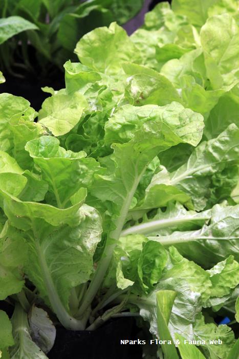 NParks | Brassica rapa Pak Choi Group [huang jing bai cai]