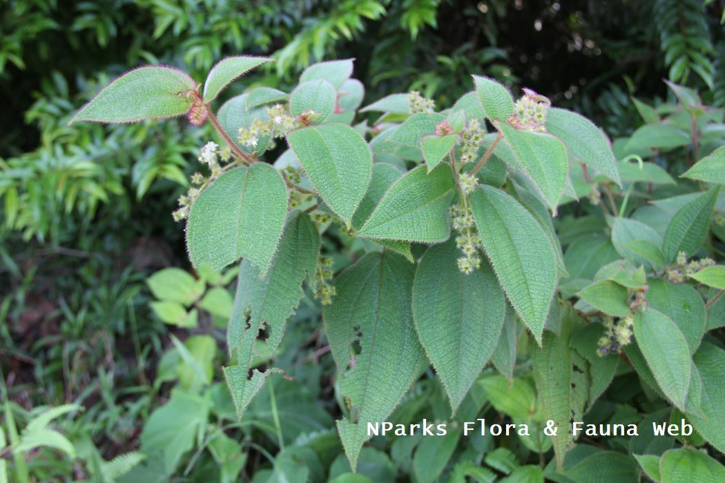NParks | Miconia dependens