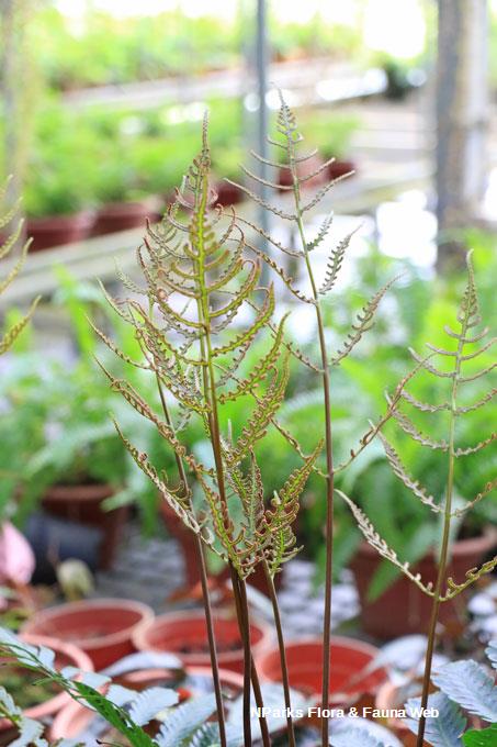 NParks | Tectaria nayarii