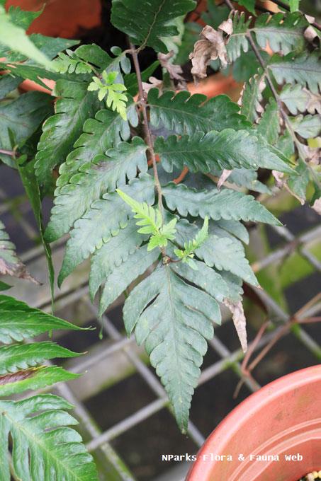 NParks | Tectaria barberi