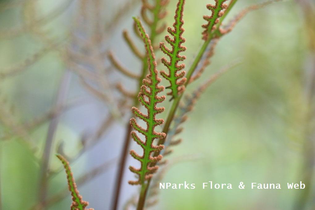 NParks | Tectaria nayarii