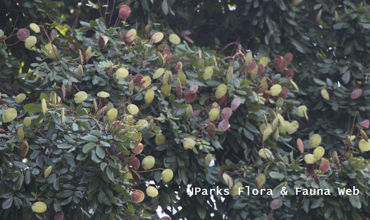 NParks | Sindora × changiensis